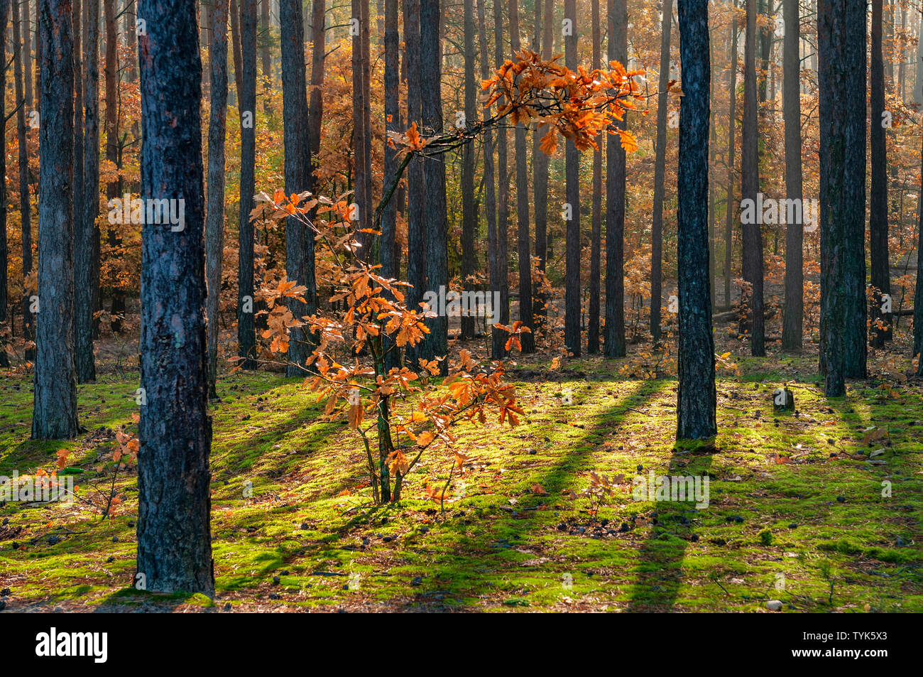 Beautiful sunny forest. Beautiful scene outdoors Stock Photo - Alamy