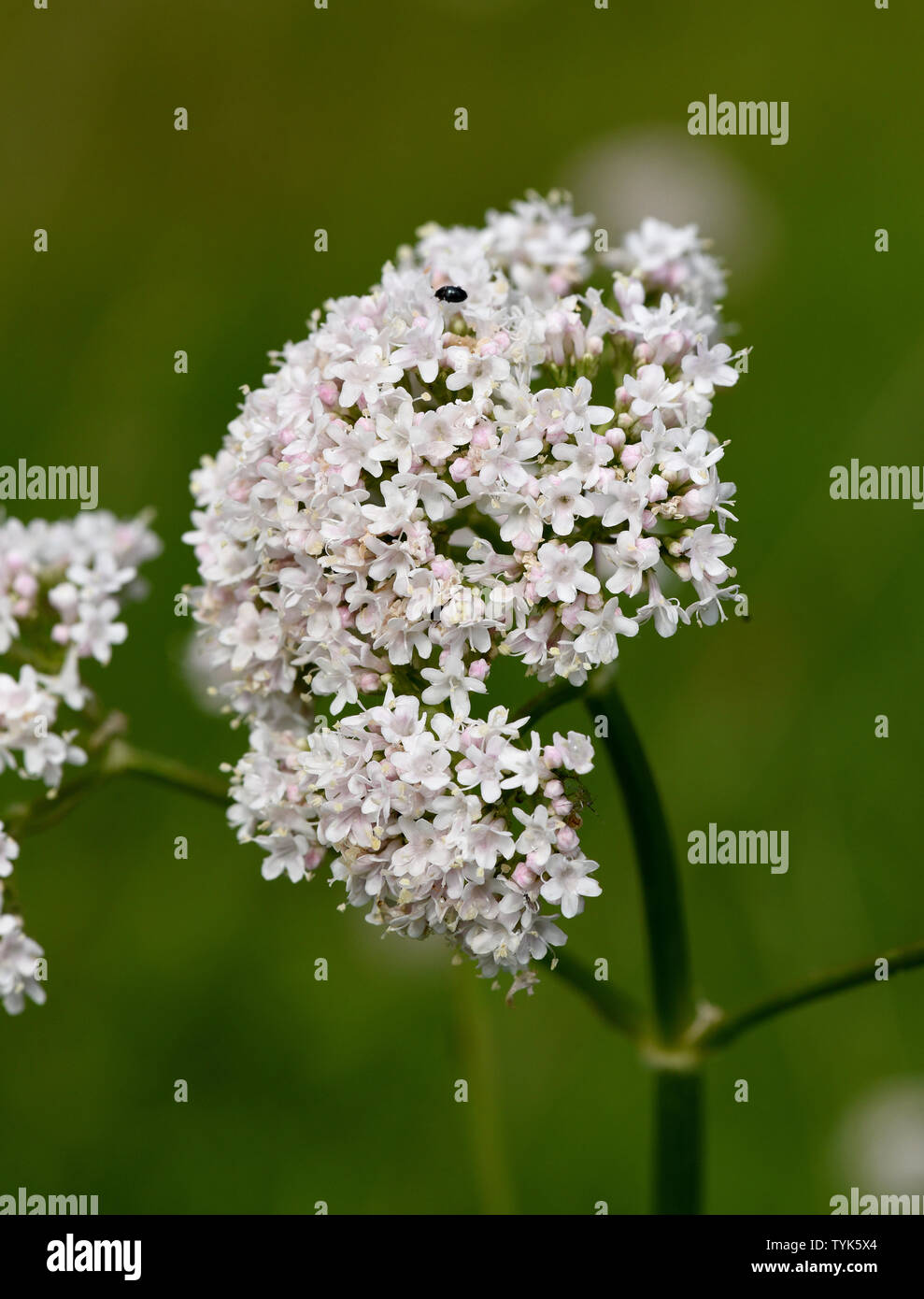Baldrian, Baldrianbluete, Valeriana, officinalis Stock Photo - Alamy