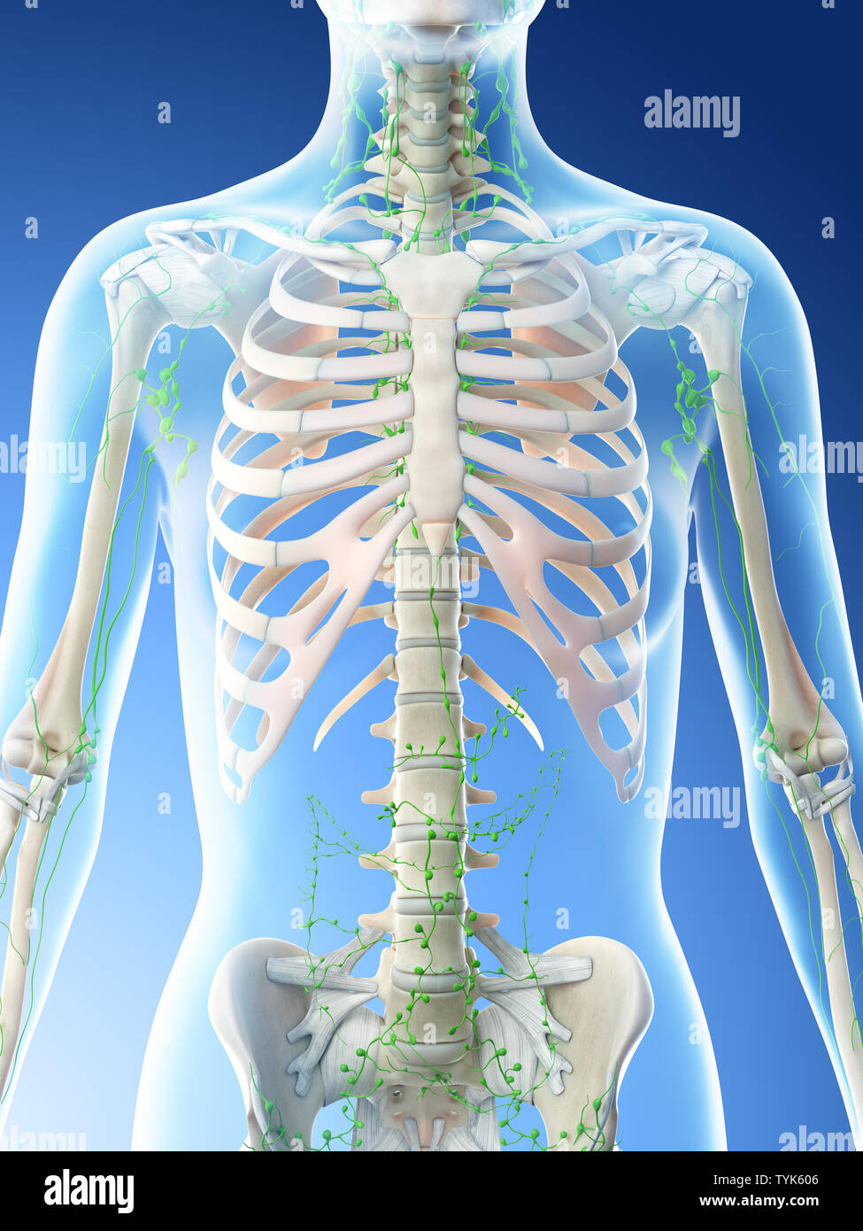 Thoracic duct hi-res stock photography and images - Alamy