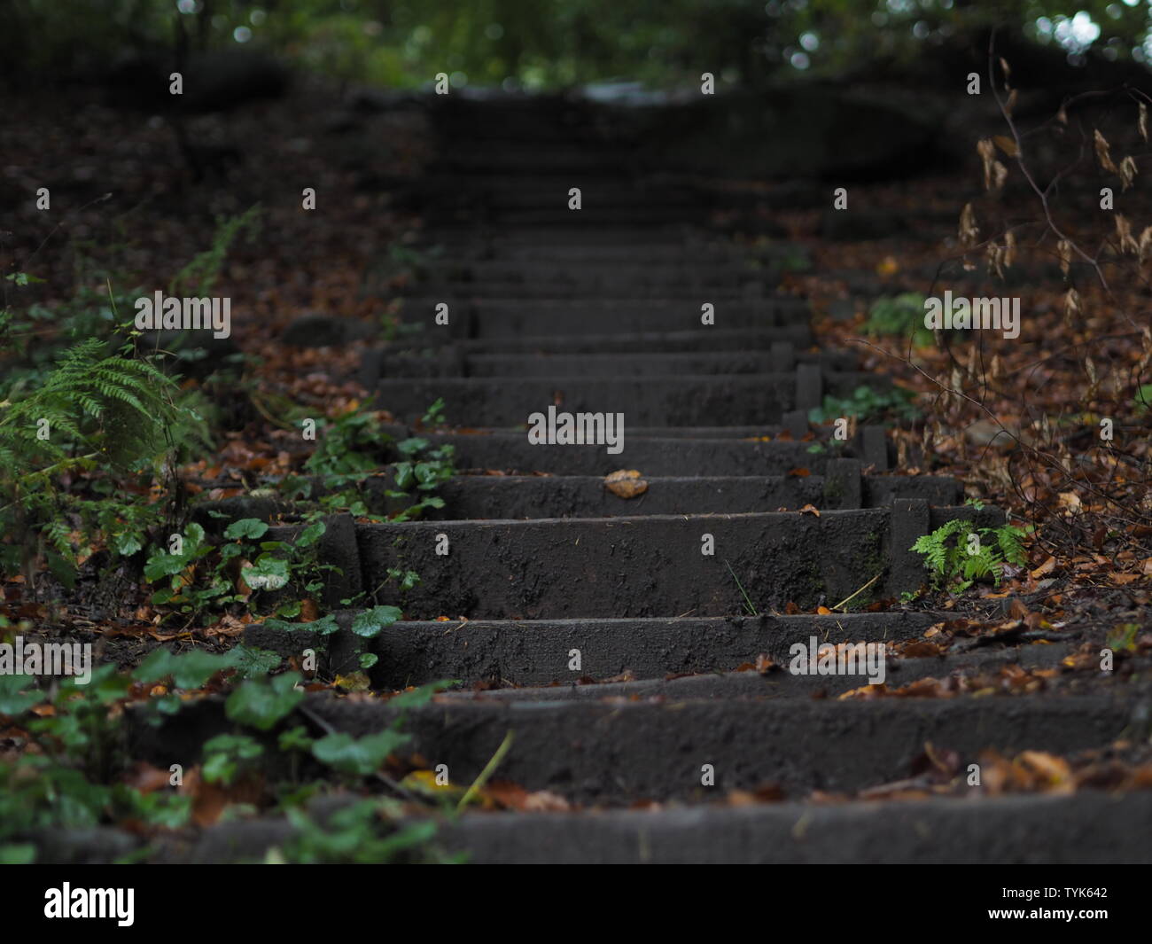 Woodland steps hi-res stock photography and images - Alamy