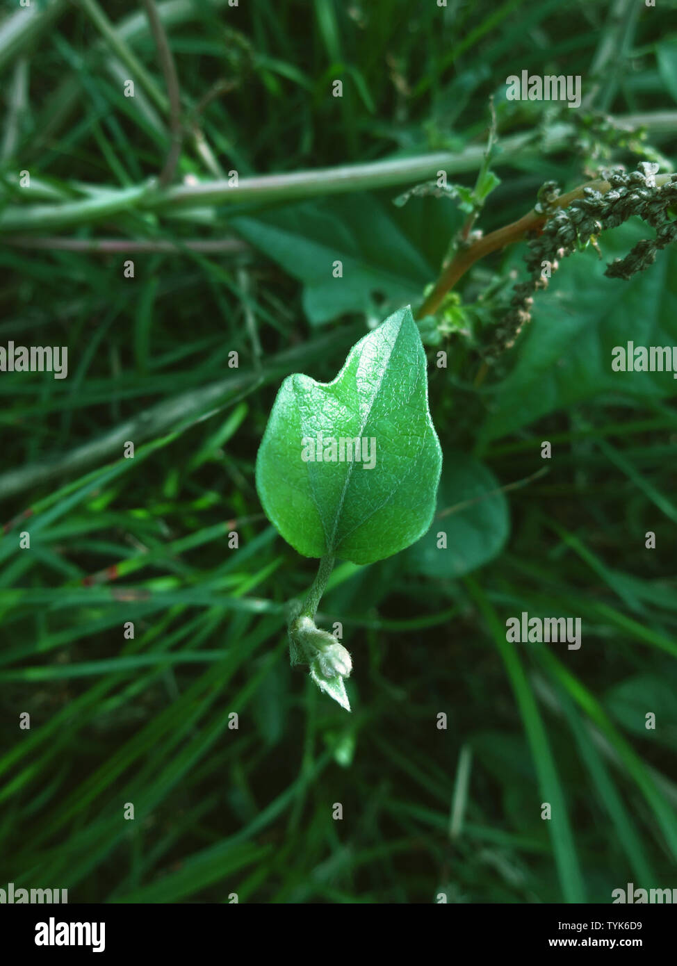 A vine with triangular leaves Stock Photo - Alamy