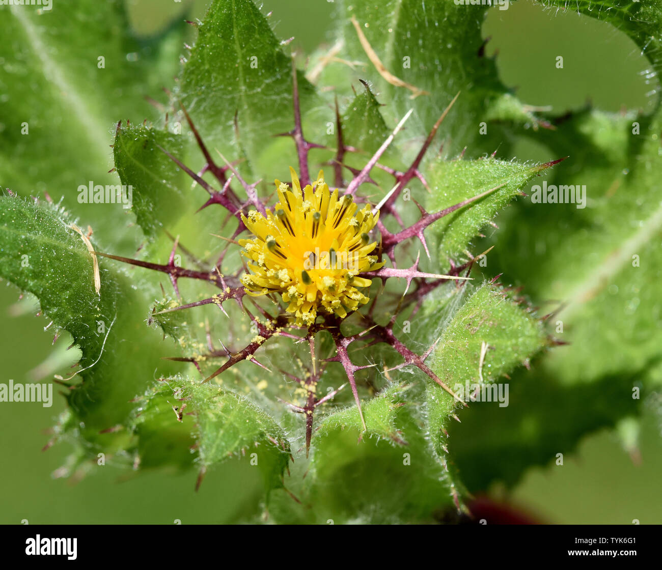 Benediktenkraut, Cnicus, Benedictus Stock Photo - Alamy