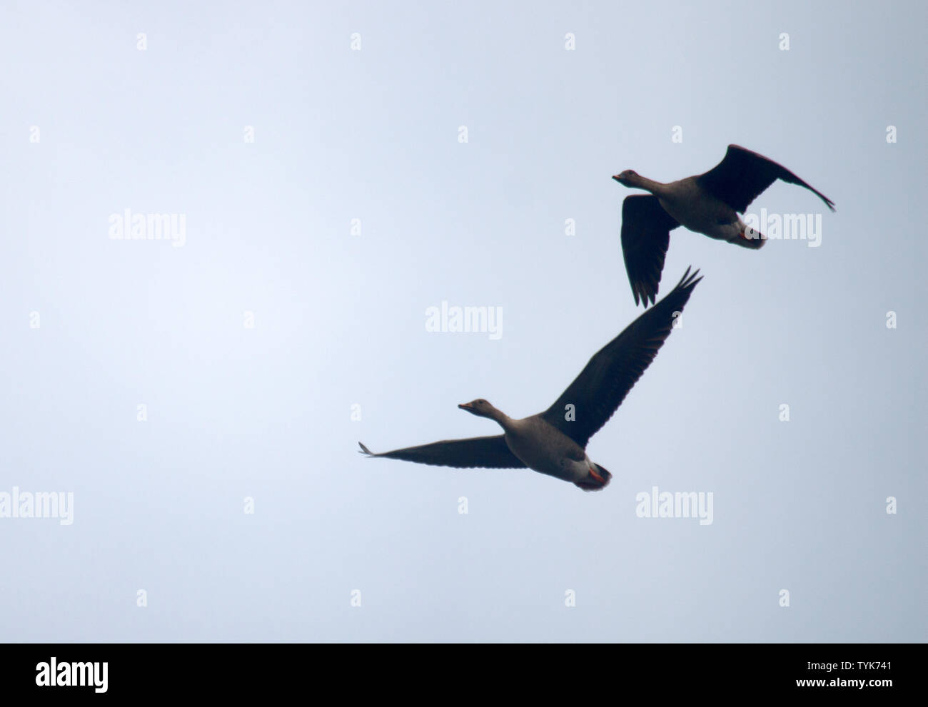 Forest-breeding bean goose (Anser fabalis fabalis) - couple (male is ...