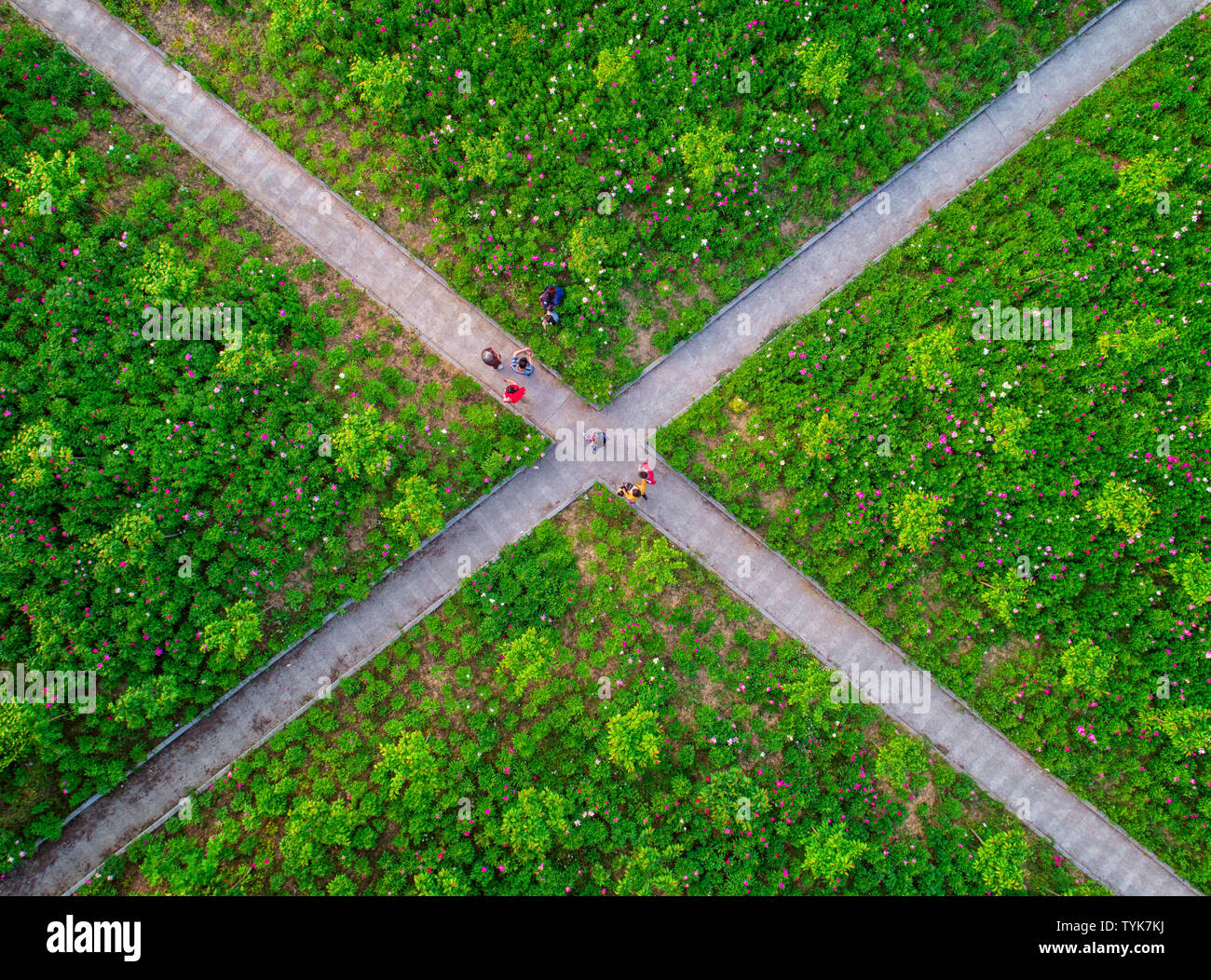 Flower field spring color Stock Photo - Alamy