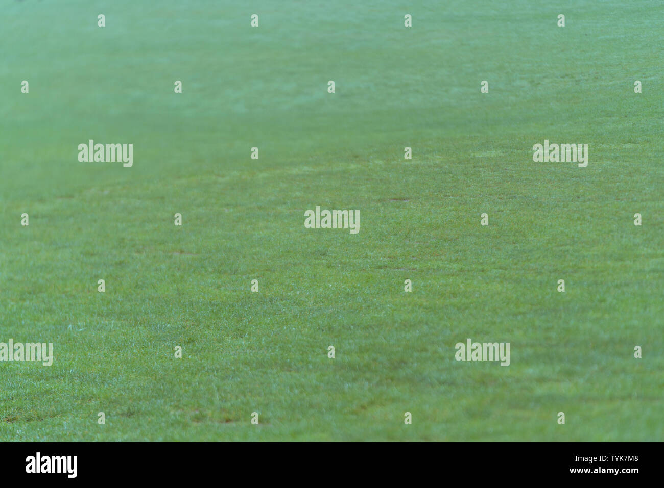Light rain outdoor lawn The outdoor lawn was drizzling Stock Photo - Alamy
