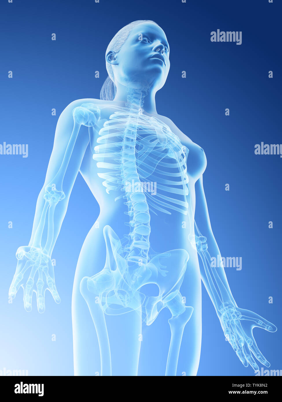 Transparent female skeleton upper body hi-res stock photography and ...