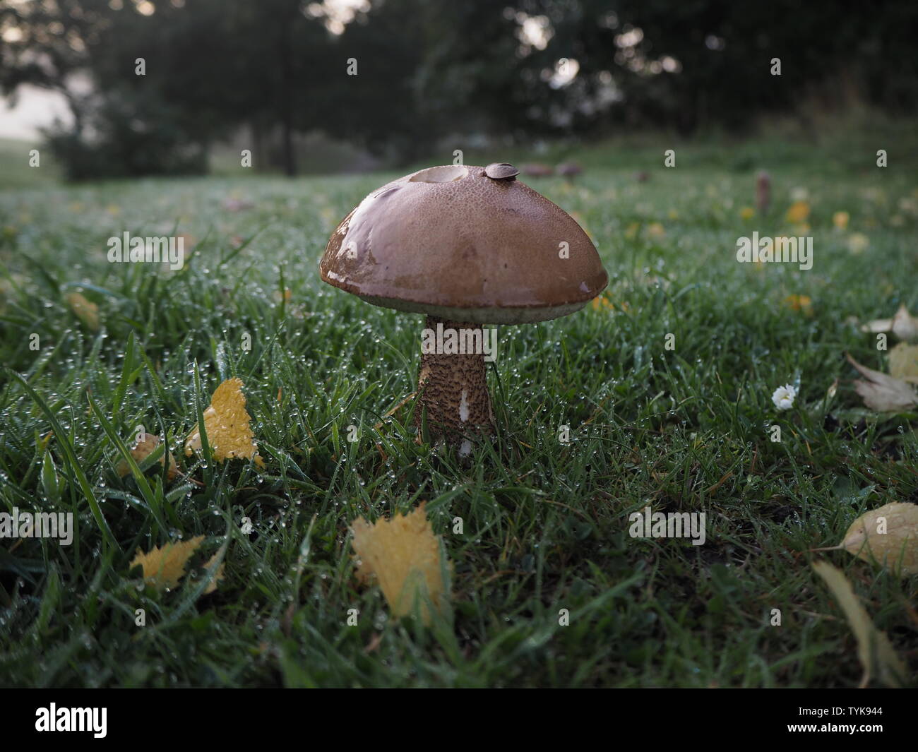 Morning fungi hi-res stock photography and images - Alamy
