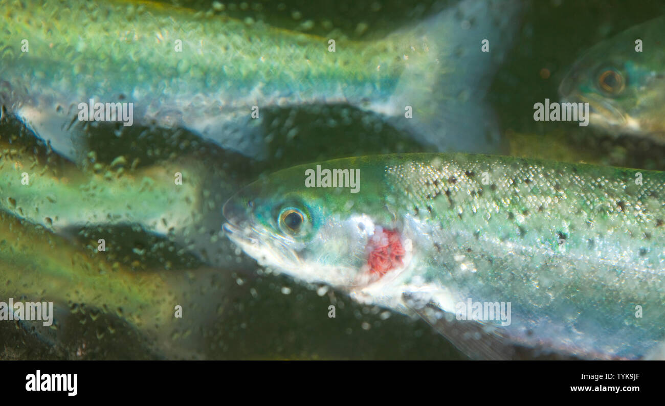 Salmon atlantico atlantic salmon salmo salar hi-res stock photography ...