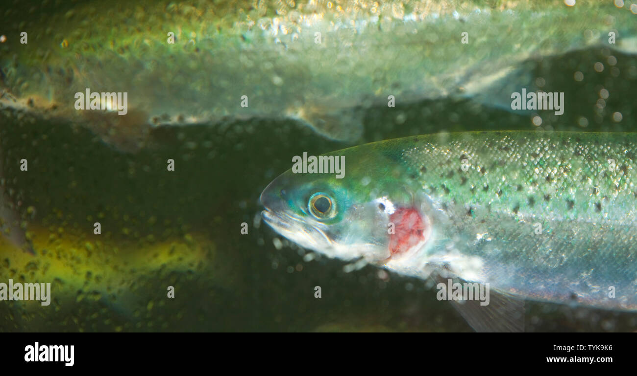 SALMÓN ATLÁNTICO - ATLANTIC SALMON (Salmo salar Stock Photo - Alamy