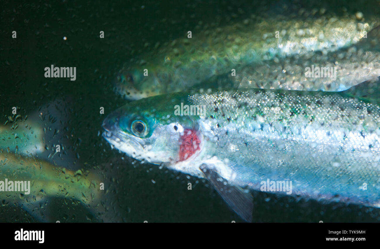 SALMÓN ATLÁNTICO - ATLANTIC SALMON (Salmo salar Stock Photo - Alamy