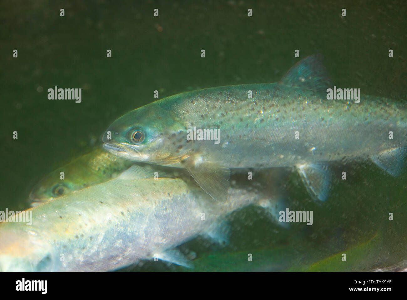 SALMÓN ATLÁNTICO - ATLANTIC SALMON (Salmo salar Stock Photo - Alamy