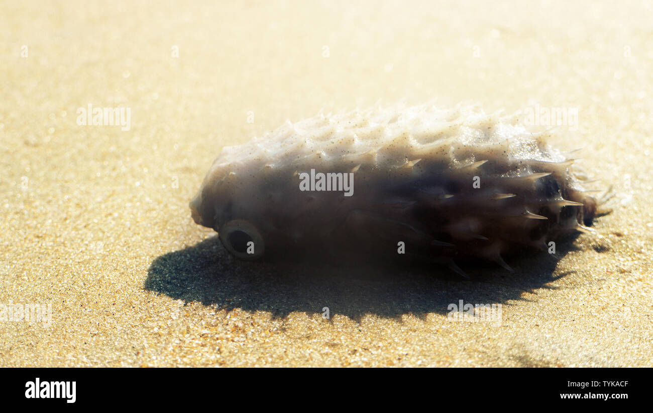 beaches on coast of Arabian sea (Goa and Kerala) where you can collect ...