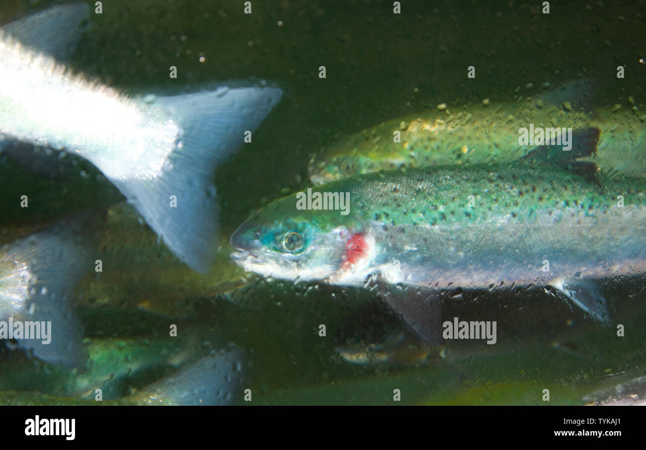 SALMÓN ATLÁNTICO - ATLANTIC SALMON (Salmo salar Stock Photo - Alamy
