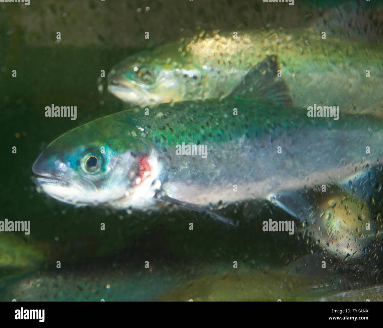SALMÓN ATLÁNTICO - ATLANTIC SALMON (Salmo salar Stock Photo - Alamy
