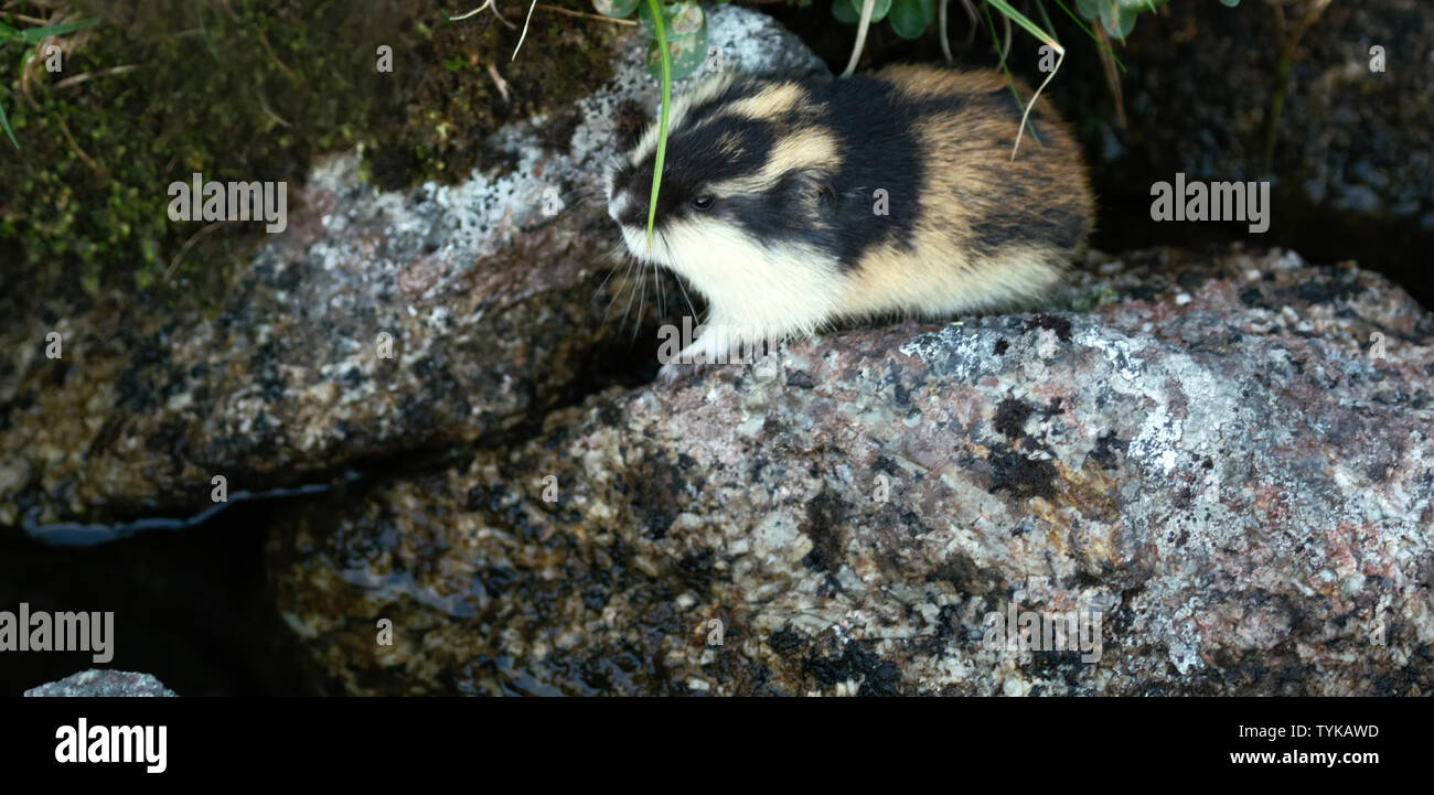 Lemming europe hi-res stock photography and images - Alamy