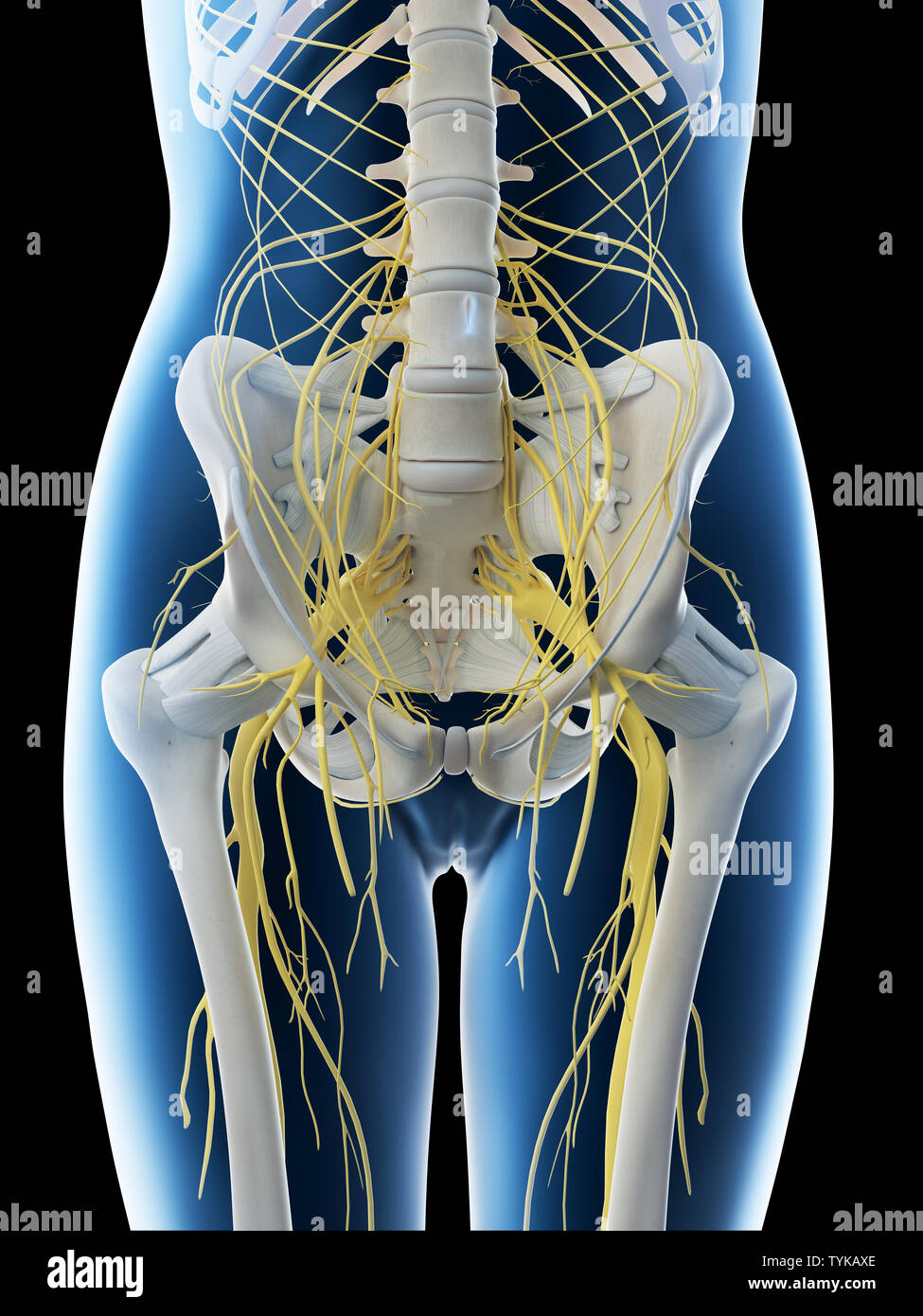 Nerves of the female pelvis hi-res stock photography and images - Alamy