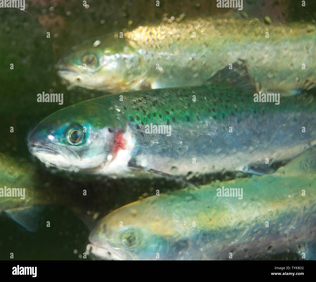Salmon atlantico atlantic salmon salmo salar hi-res stock photography ...