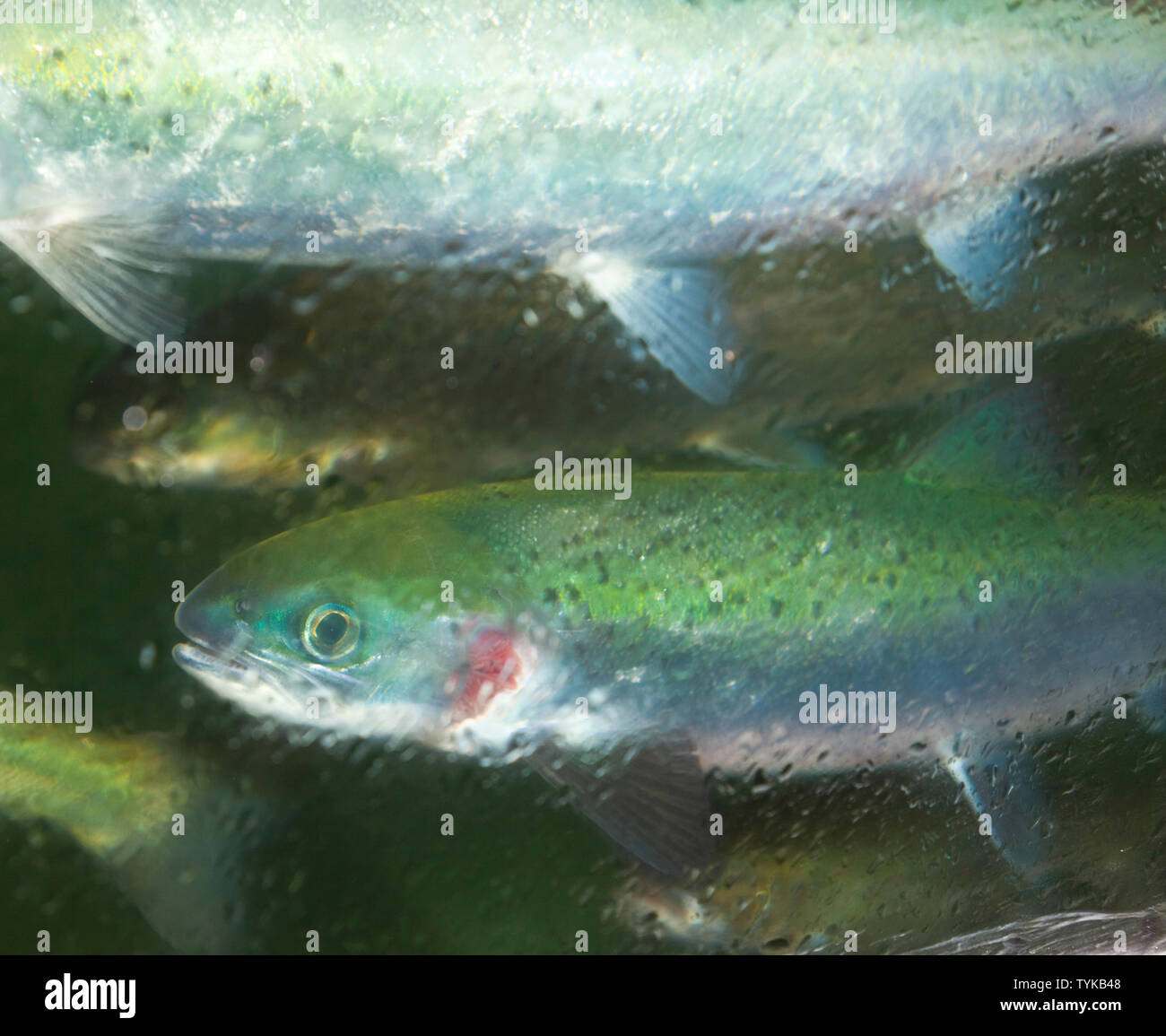Salmon atlantico atlantic salmon salmo salar hi-res stock photography ...