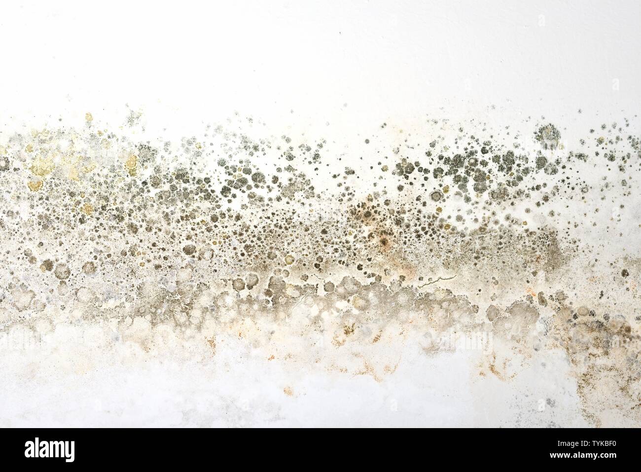 Mold spots hi-res stock photography and images - Alamy