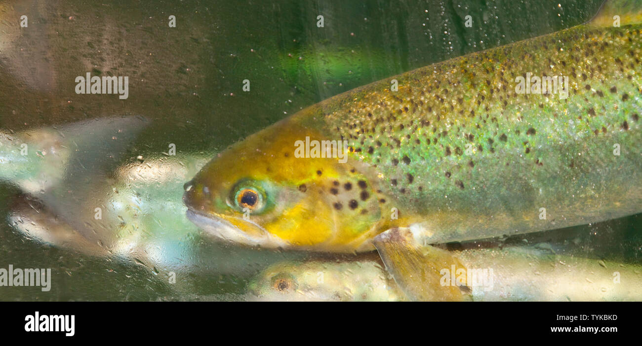 SALMÓN ATLÁNTICO - ATLANTIC SALMON (Salmo salar Stock Photo - Alamy