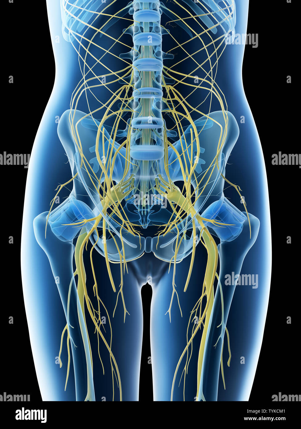 3d rendered illustration of a females lumbar nerves Stock Photo - Alamy