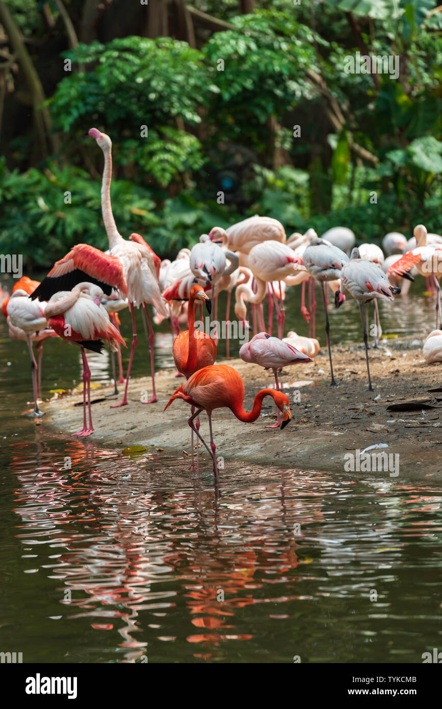 Changlong zoo hi-res stock photography and images - Alamy
