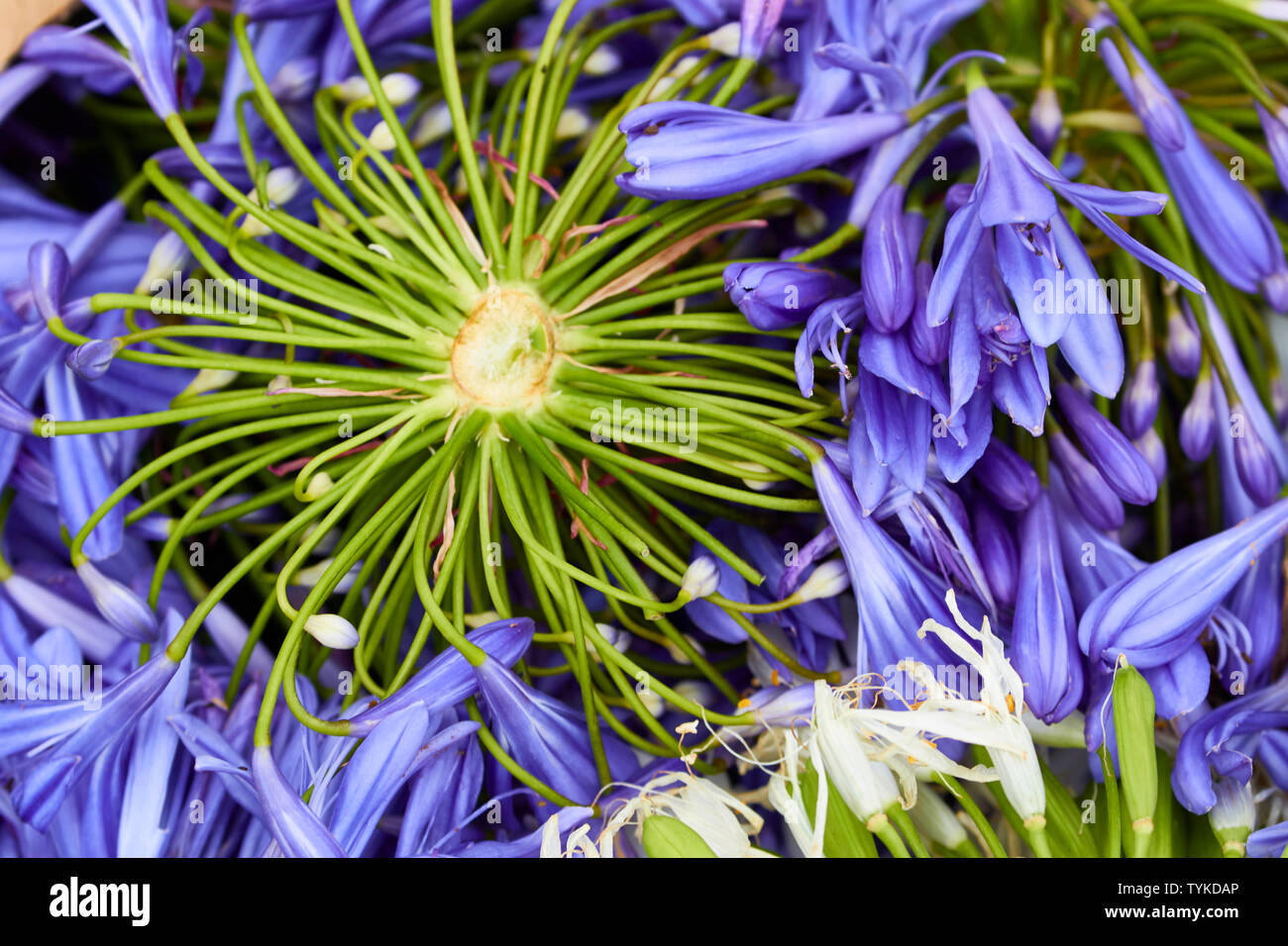 Corpus Christy religious festival in funchal, June 2019, with flowers ...