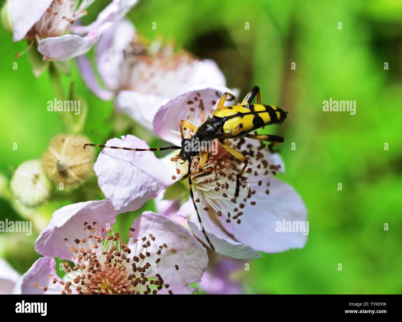 Spotted longhorn - Rutpela maculata Stock Photo - Alamy