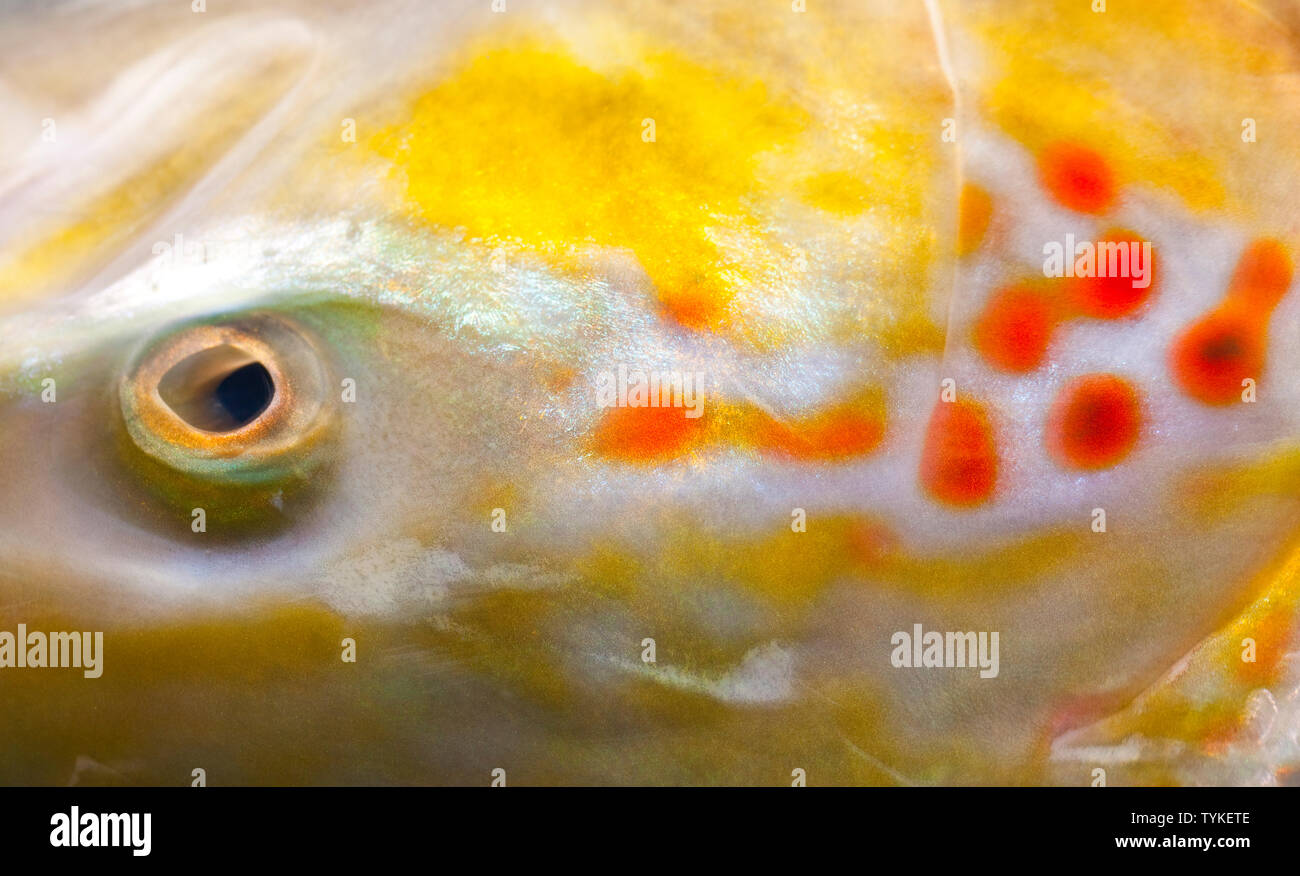 SALMÓN ATLÁNTICO - ATLANTIC SALMON (Salmo salar Stock Photo - Alamy