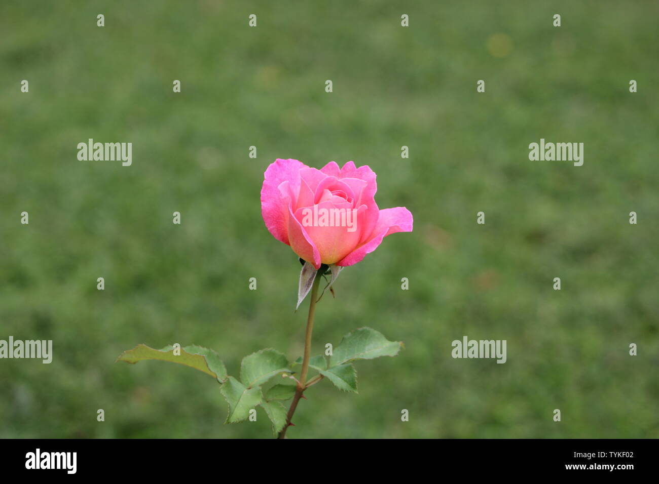 I took these photos around my house Stock Photo - Alamy