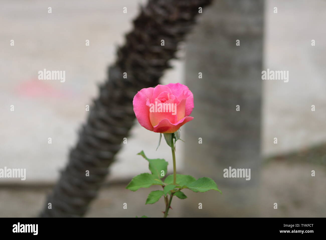 I took these photos around my house Stock Photo - Alamy