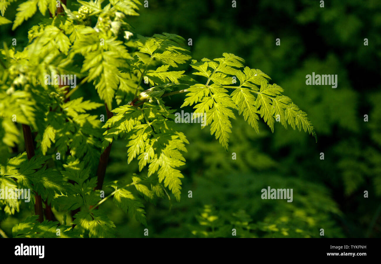 Tender Leaves Stock Photos & Tender Leaves Stock Images - Alamy