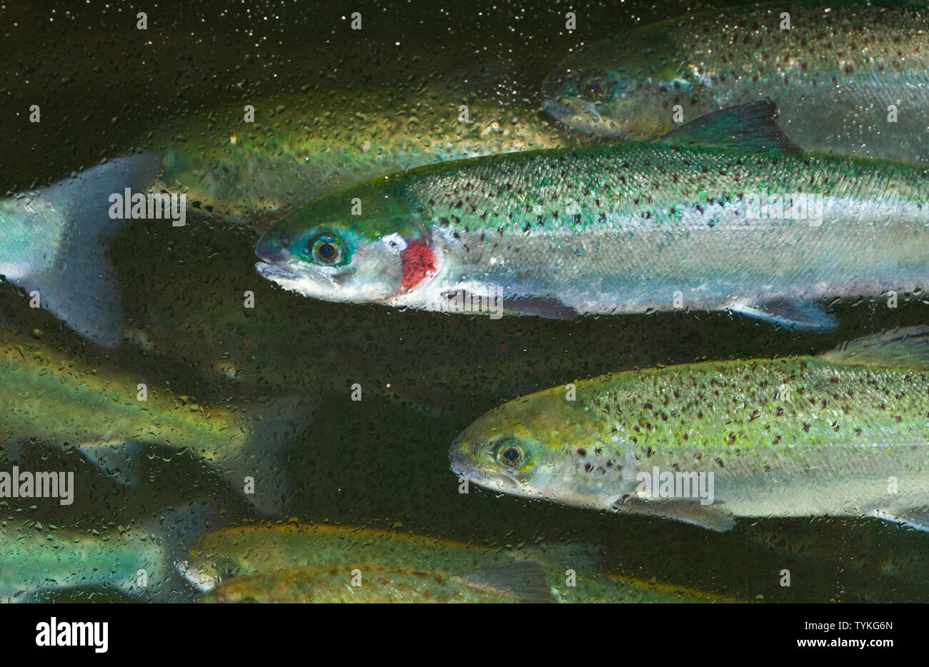 SALMÓN ATLÁNTICO - ATLANTIC SALMON (Salmo salar Stock Photo - Alamy