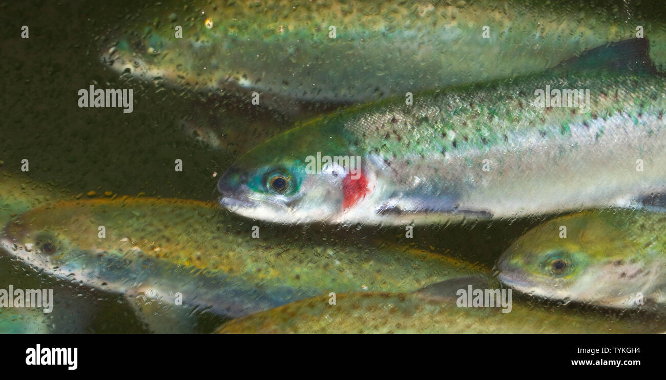 SALMÓN ATLÁNTICO - ATLANTIC SALMON (Salmo salar Stock Photo - Alamy