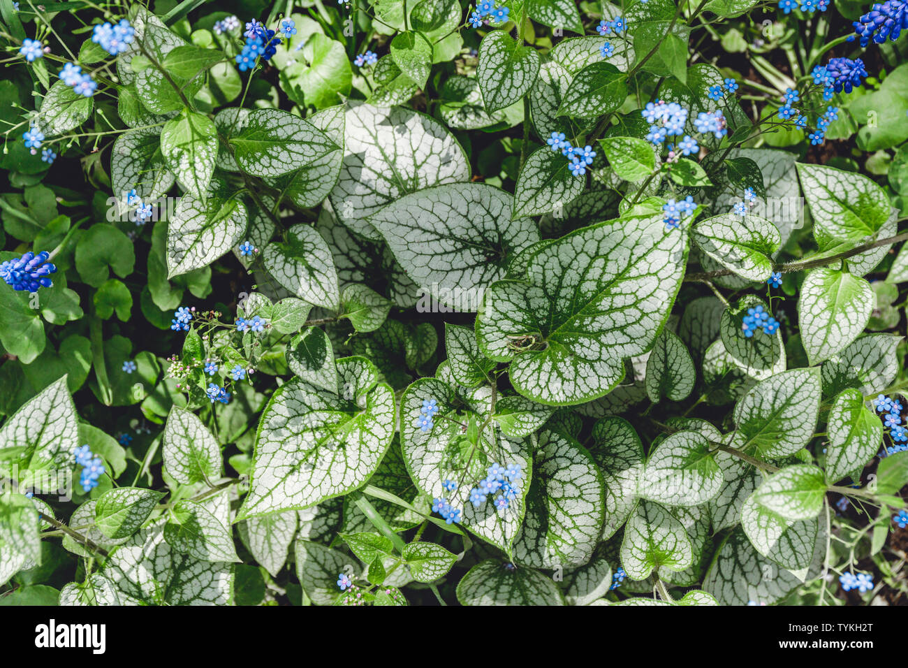 Top view of green plants. Nature full frame background Stock Photo - Alamy
