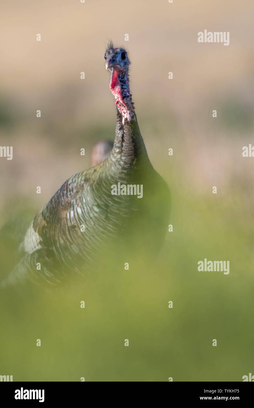 Rio Grande Wild Turkey, (Meliagris galopavo intermedia), Bosque del ...