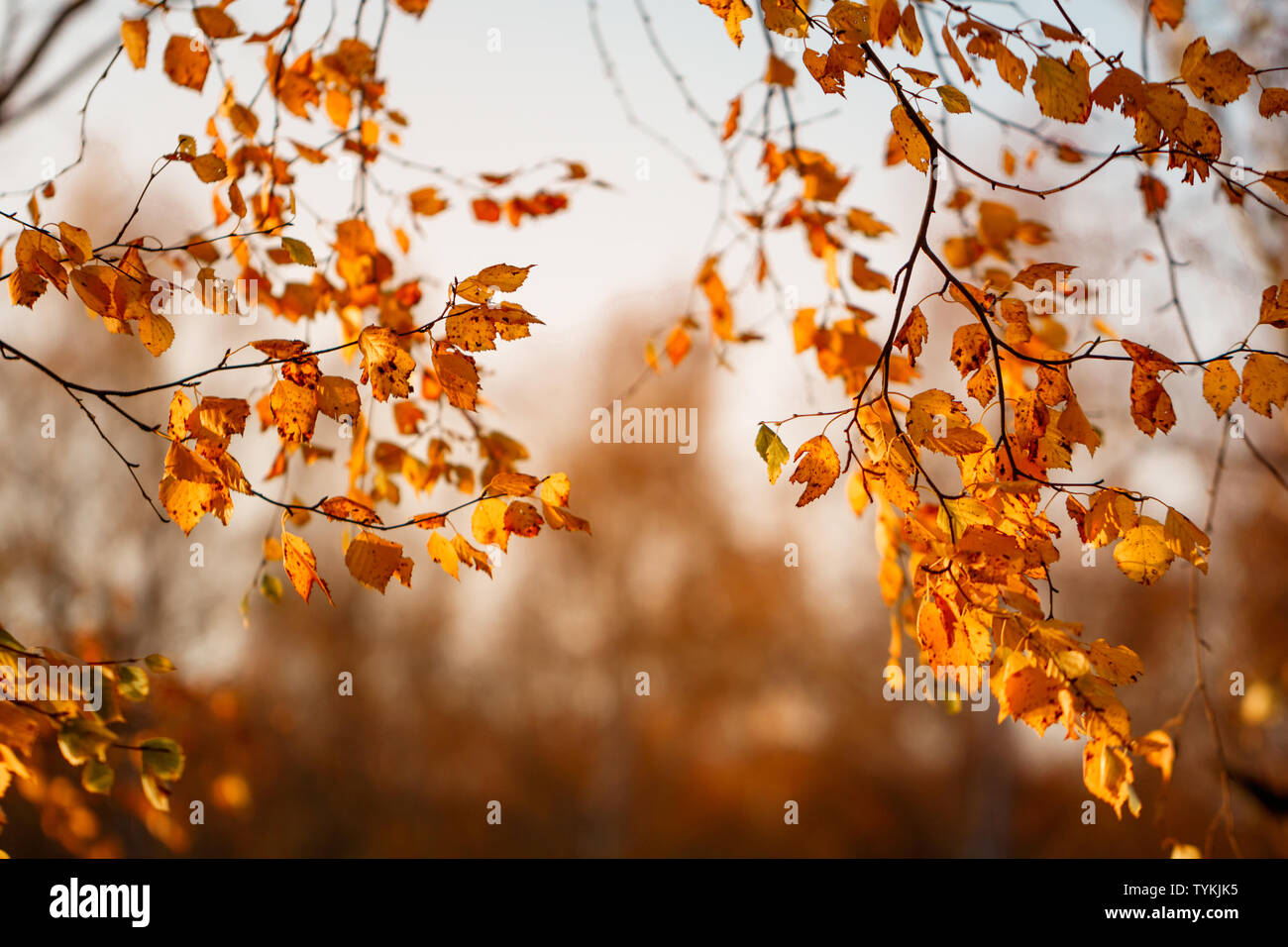 Birch branches with orange foliage against sunlight in Autumn forest ...