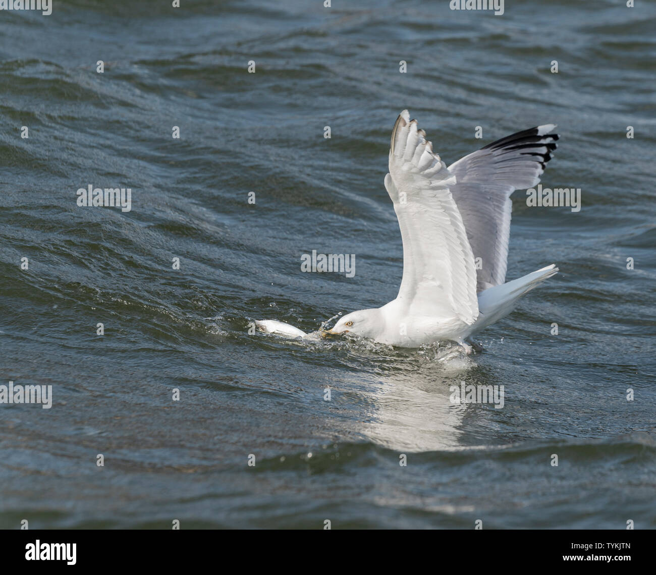 Seagull catching fish hi-res stock photography and images - Alamy