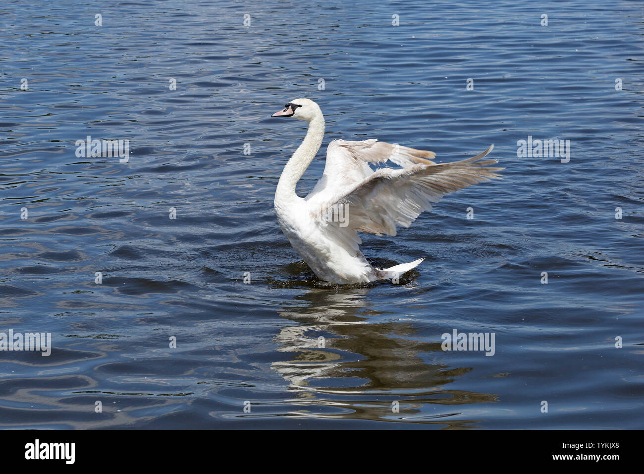 mute swan (Cygnus olor) spreading its wings, Inner Alster, Hamburg ...