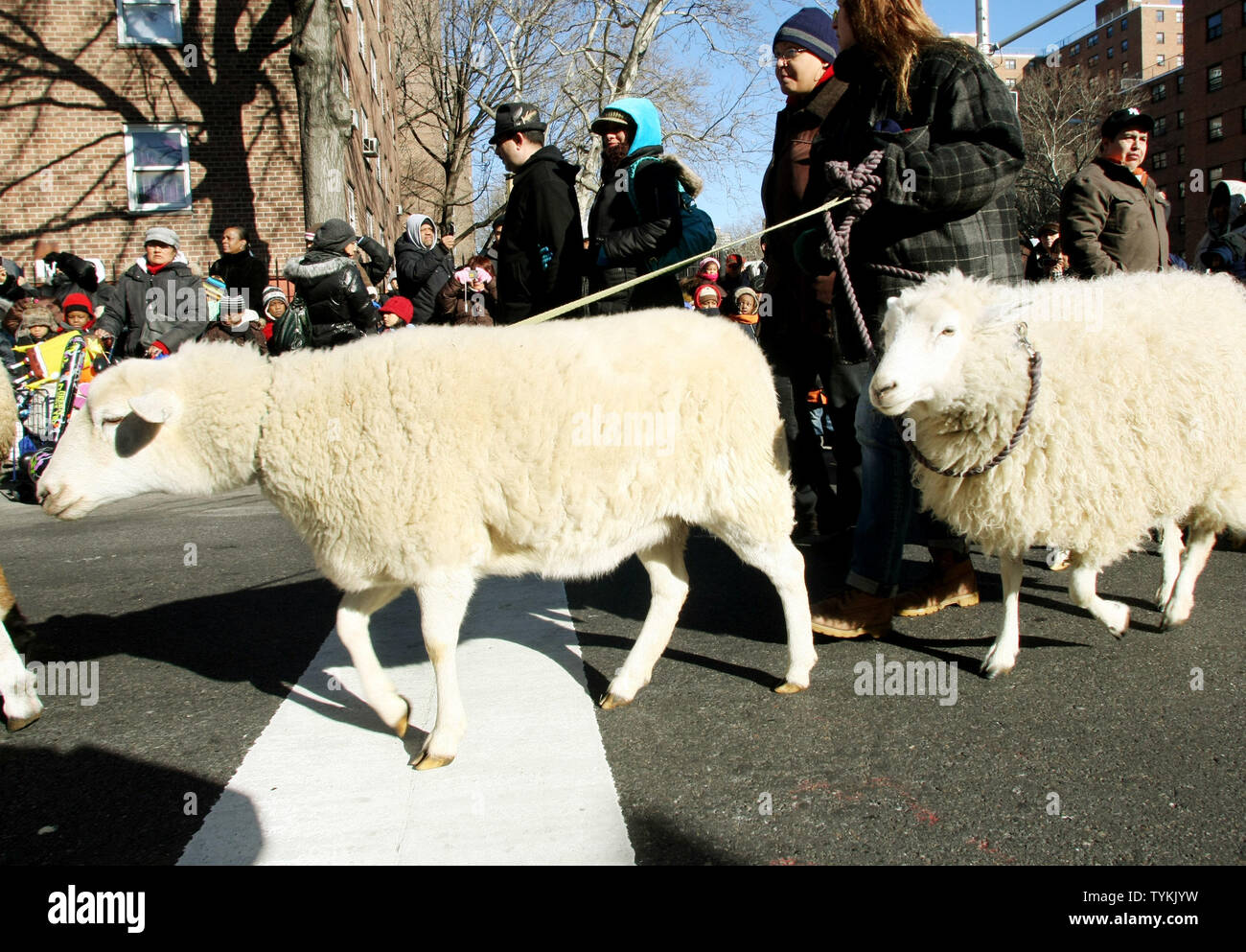 Sheep are marched in the Three Kings Parade which winds through Harlem ...