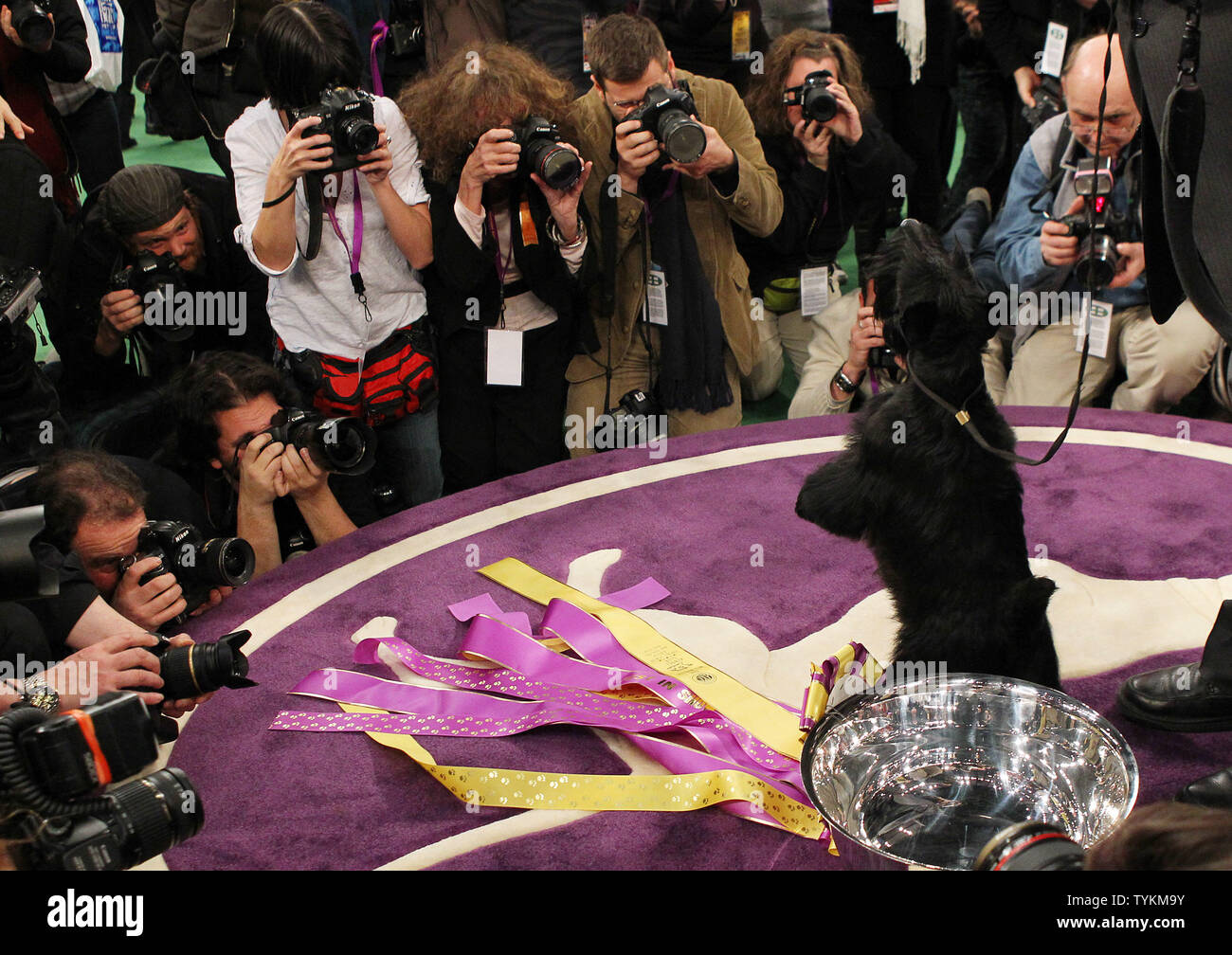 Sadie the Scottish Terrier stands on 2 feet in the winners circle after ...