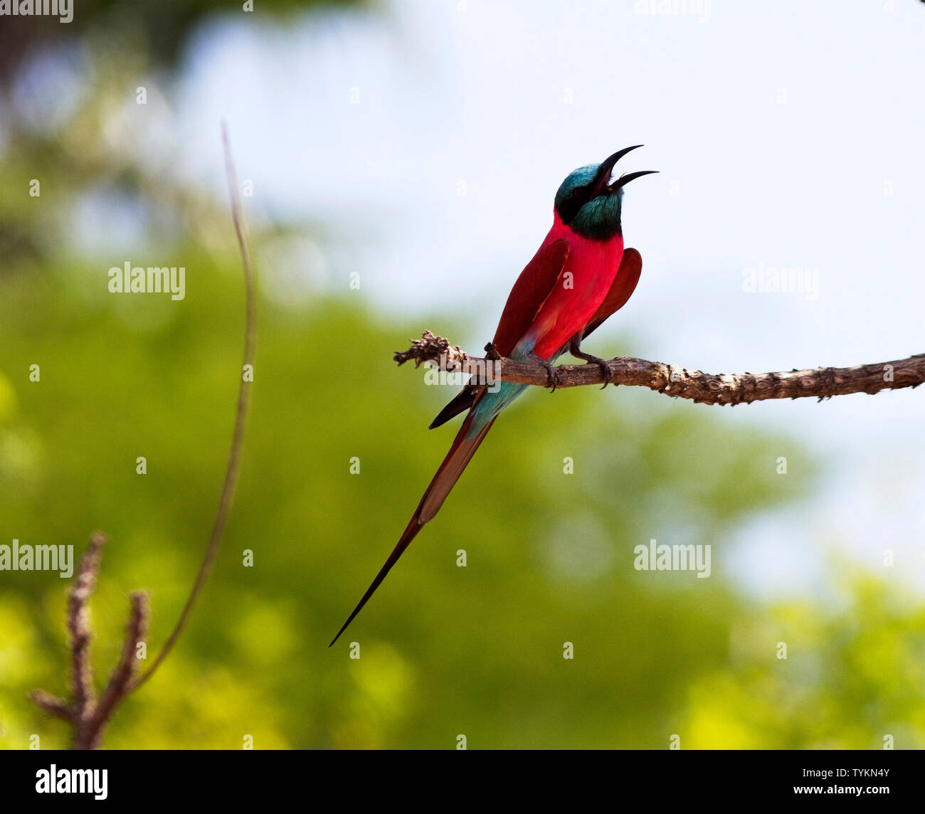 Chase insects hi-res stock photography and images - Alamy
