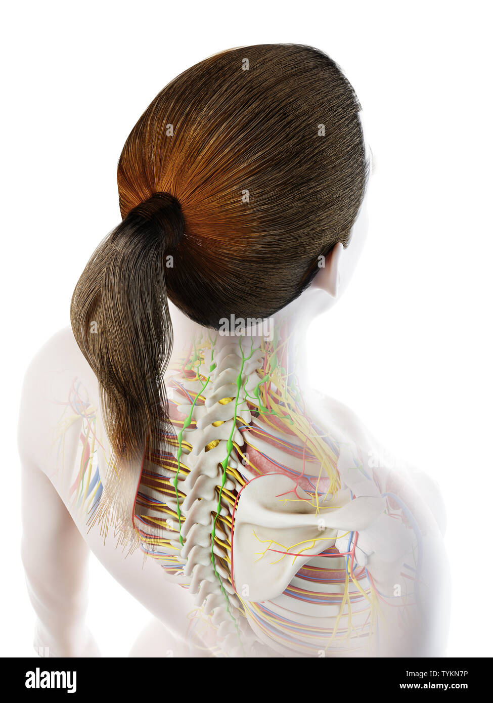 3d rendered illustration of a females anatomy of the back Stock Photo ...