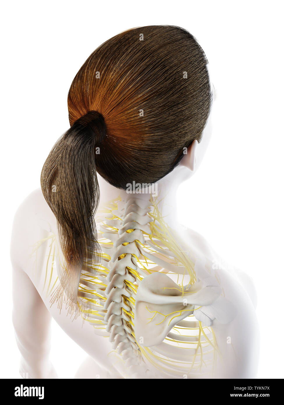 3d rendered illustration of a females nerves of the back Stock Photo ...