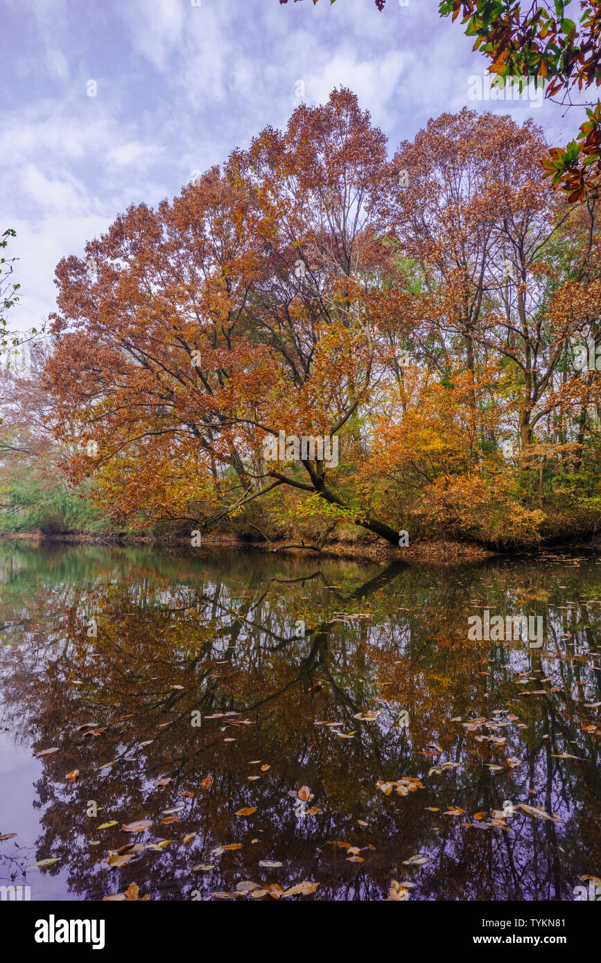 Autumn Color in Zhongshan Scenic Area, Nanjing Stock Photo - Alamy