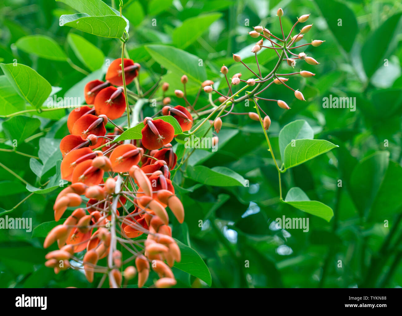 Chicken crown prickly Stock Photo - Alamy