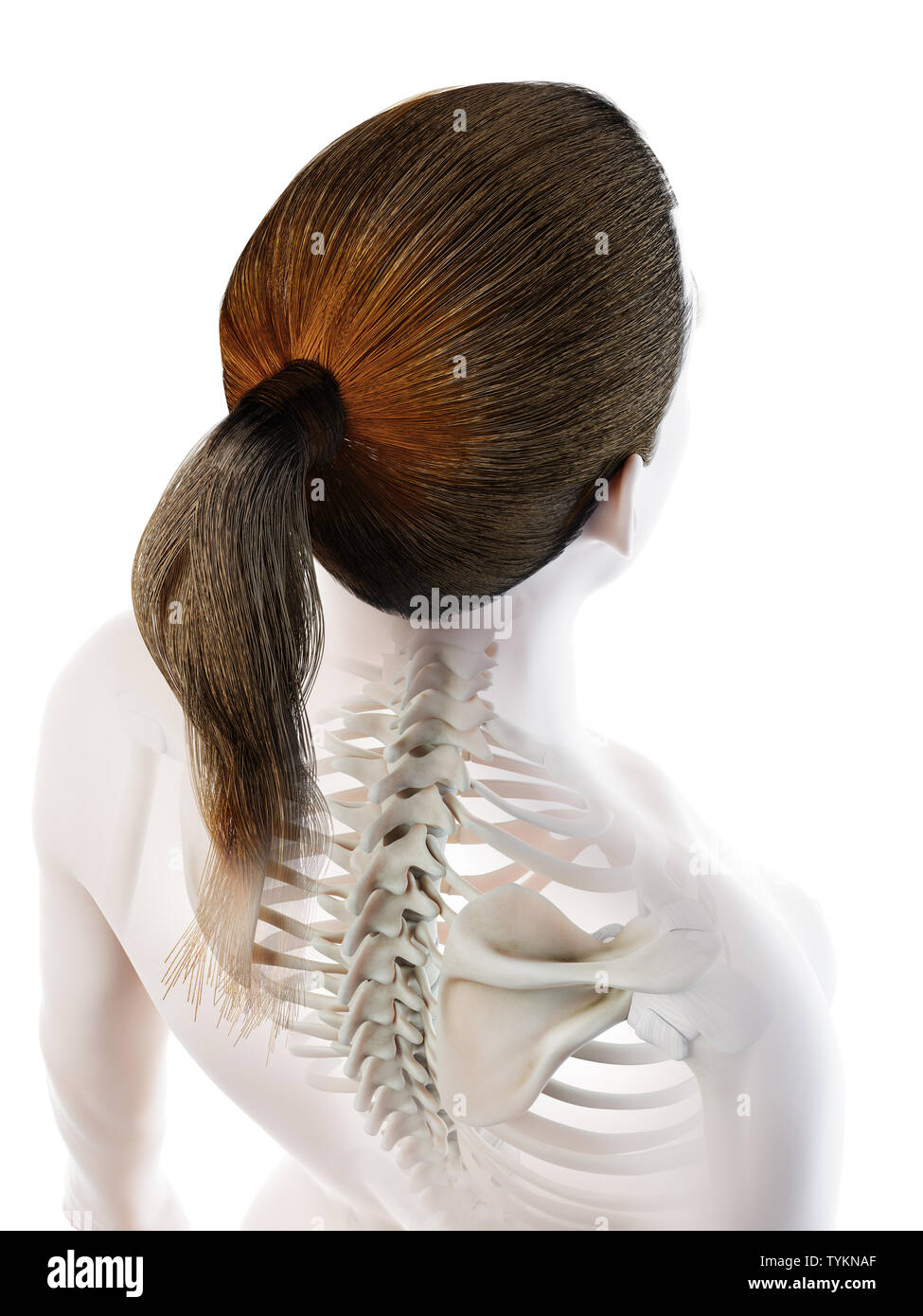 3d rendered illustration of a females skeletal back Stock Photo - Alamy