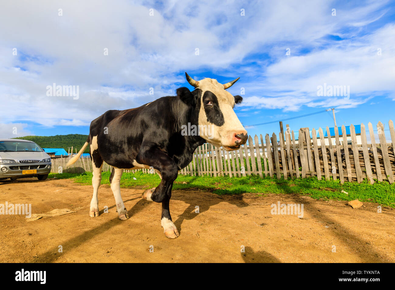 Inner mongolia cattle hi-res stock photography and images - Alamy