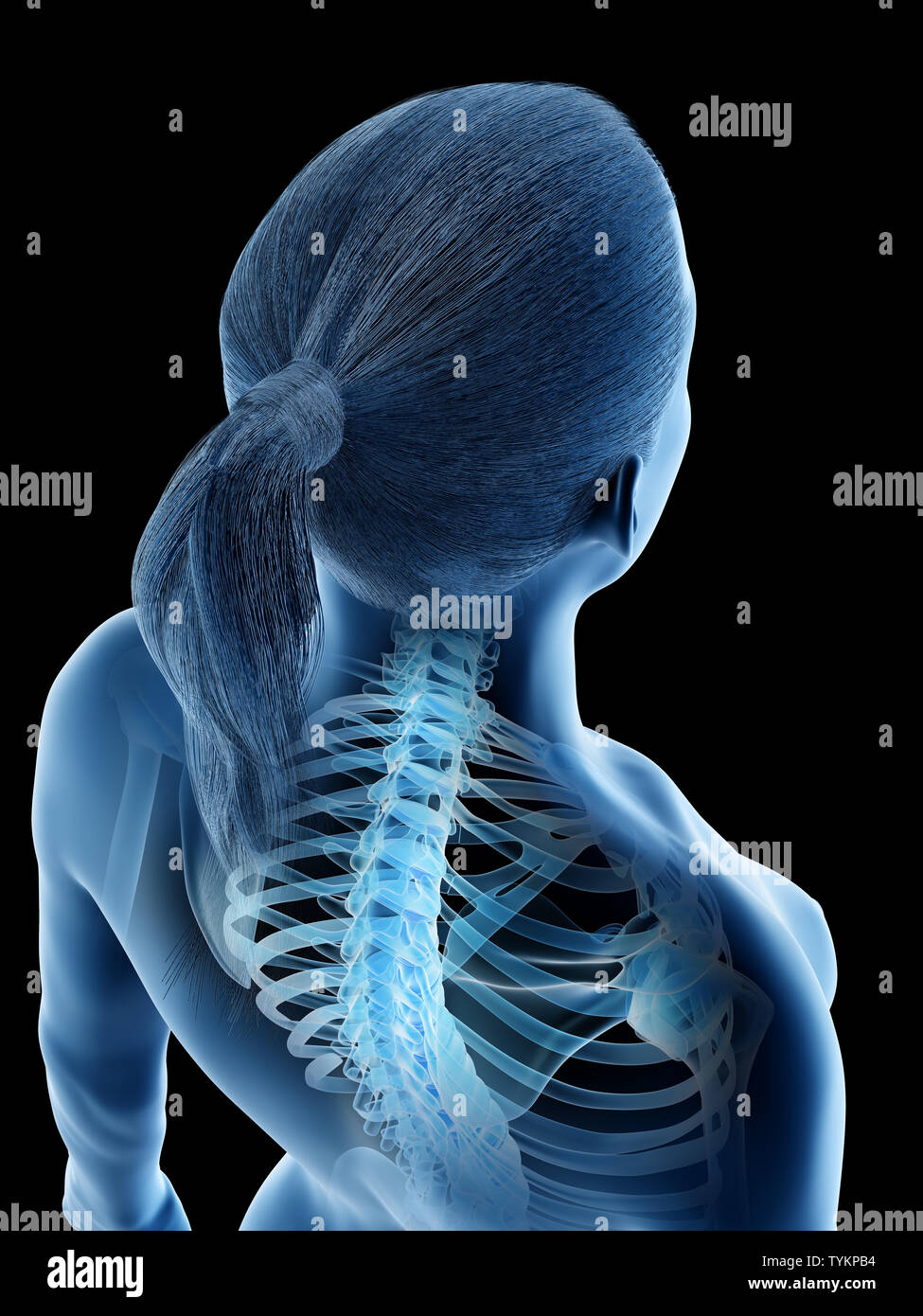 Woman anatomy internal organs back hi-res stock photography and images ...