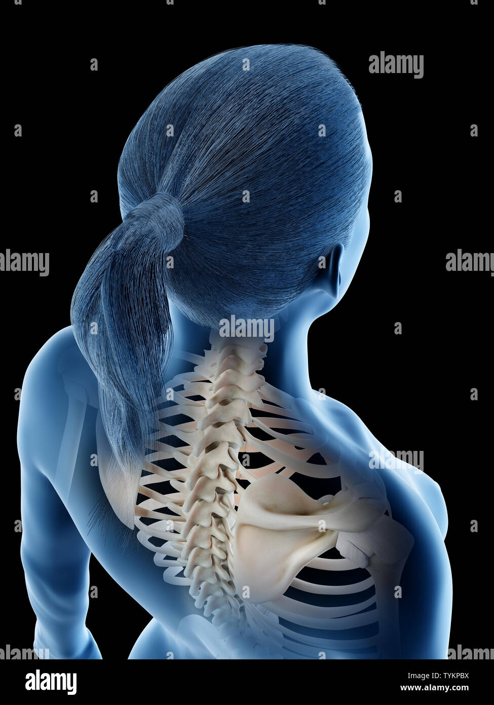 3d rendered illustration of a females skeletal back Stock Photo - Alamy